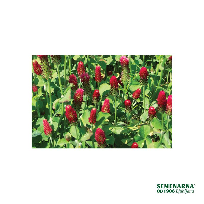 INKARNATKA BOLSENA 25 KG | b2b.semenarna